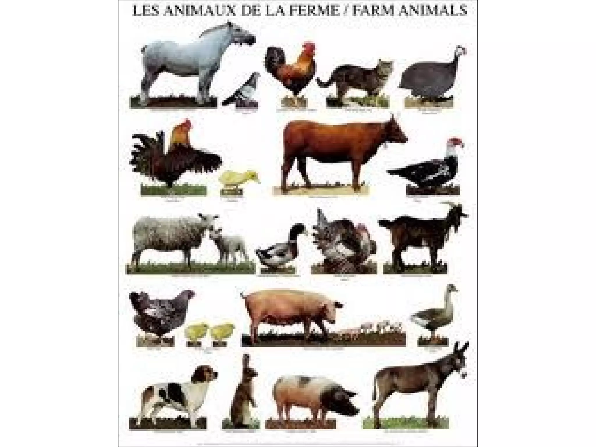 Biology charts | PPT