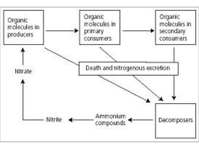 Biology charts | PPT