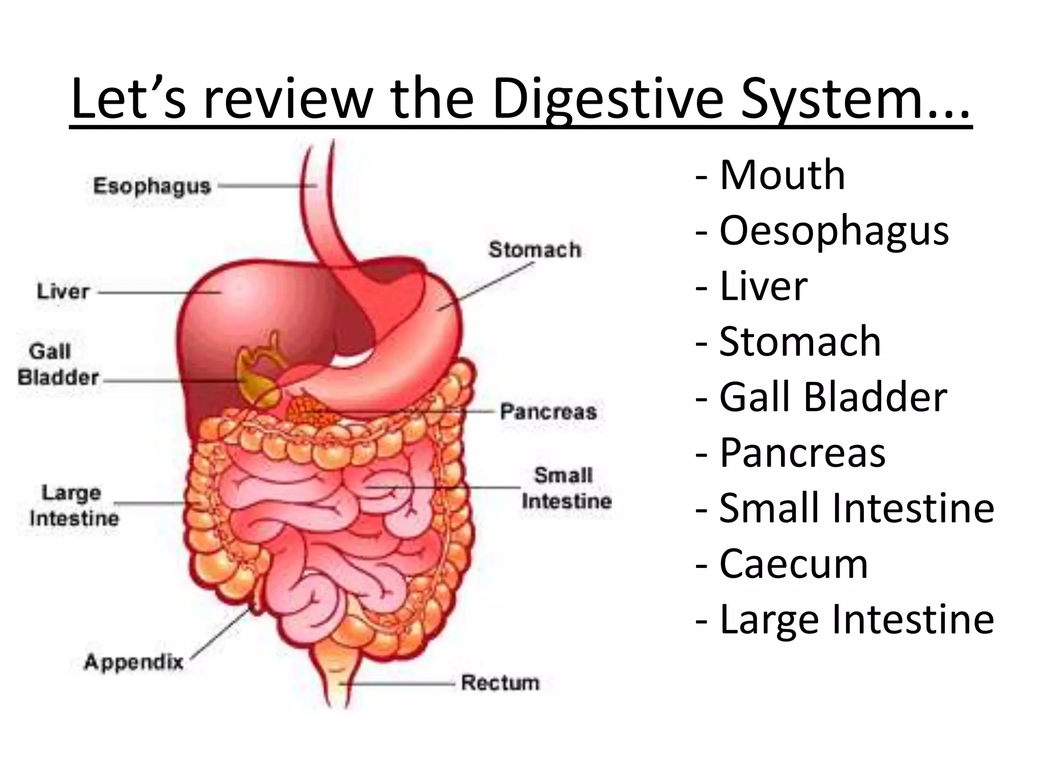 Year 11 Biology - Digestion in Herbivores | PPT