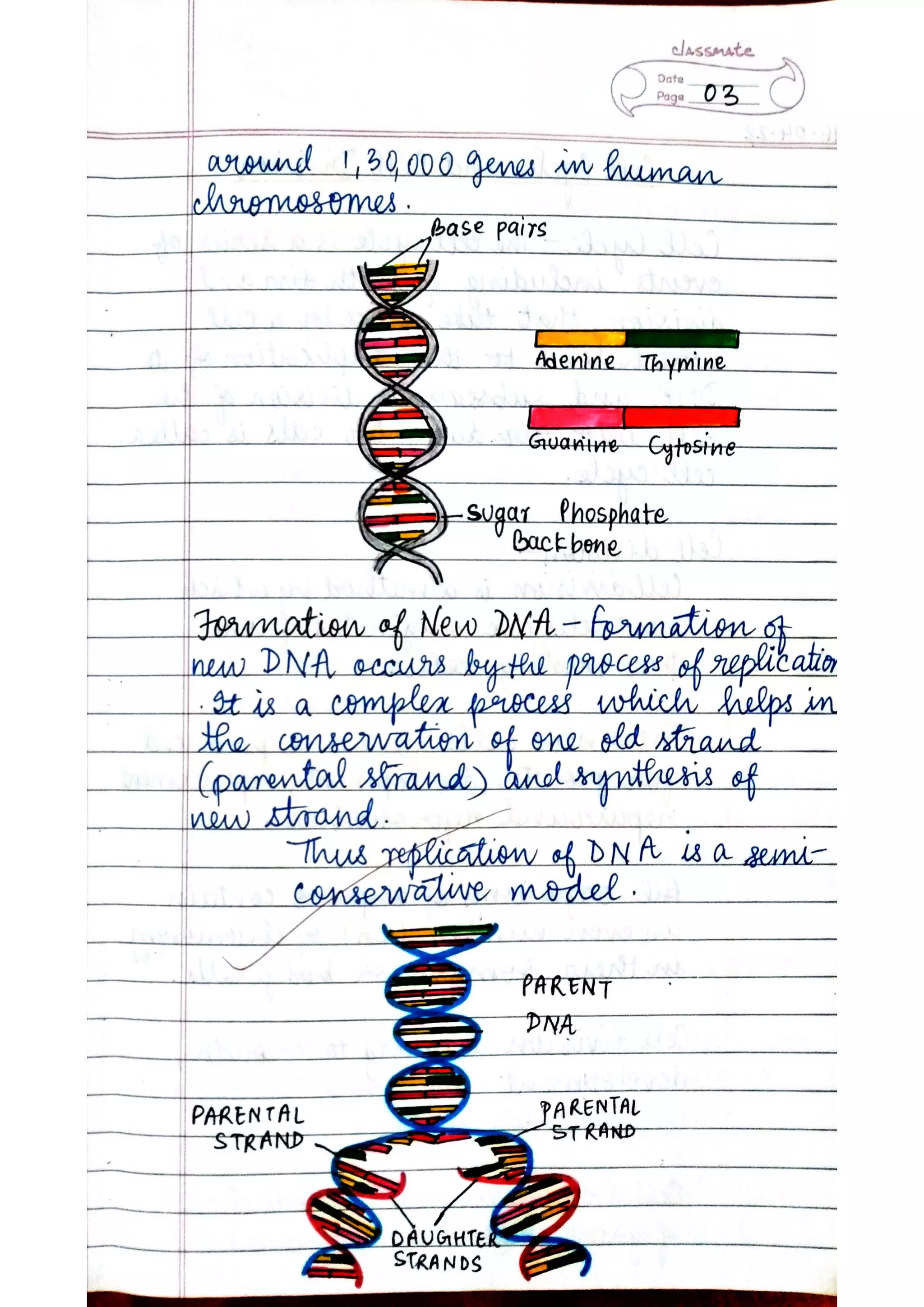 ICSE Biology Class X Handwritten Notes | PDF