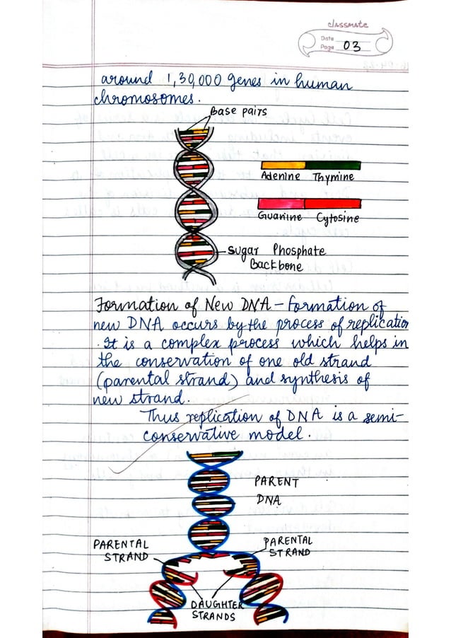 ICSE Biology Class X Handwritten Notes | PDF