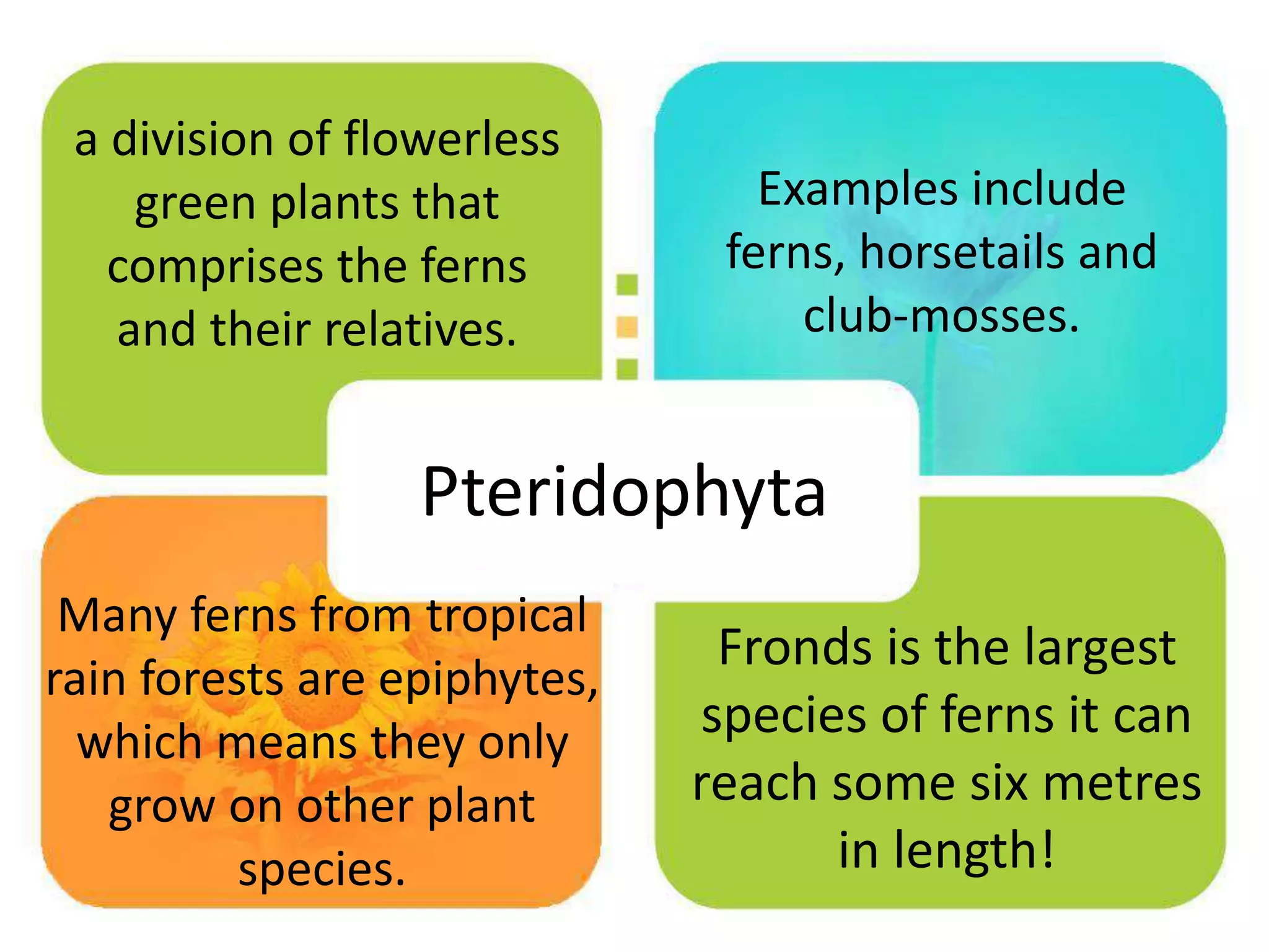 diversity in living organisms-kingdom plantae-pteridophyta | PPTX