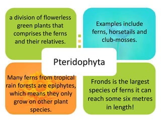 diversity in living organisms-kingdom plantae-pteridophyta | PPT