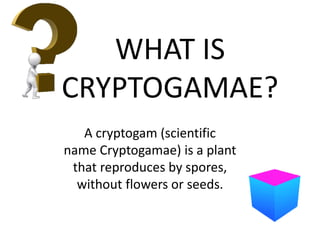 diversity in living organisms-kingdom plantae-pteridophyta | PPT