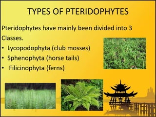 diversity in living organisms-kingdom plantae-pteridophyta | PPTX