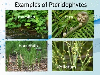 Pteridophytes Examples