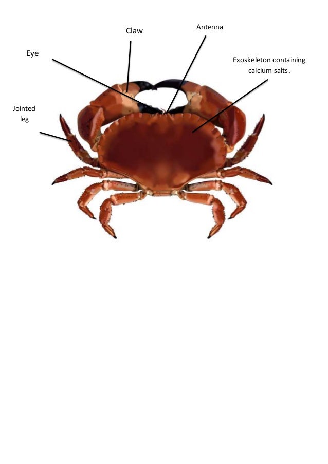 Biology crab