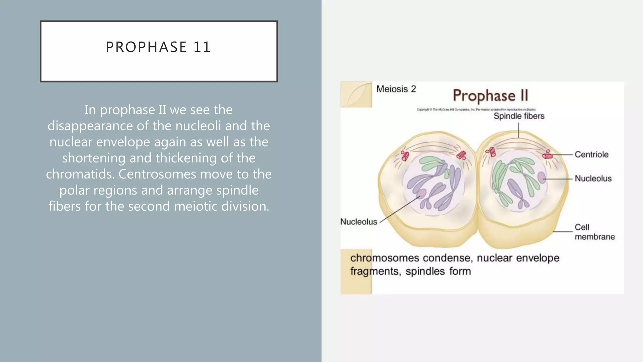 cell cycle - mitosis meiosis | PPTX