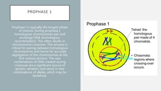 cell cycle - mitosis meiosis | PPTX