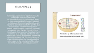 cell cycle - mitosis meiosis | PPTX