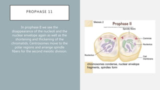 cell cycle - mitosis meiosis | PPTX
