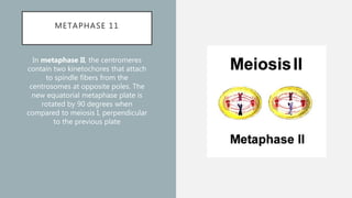 cell cycle - mitosis meiosis | PPTX