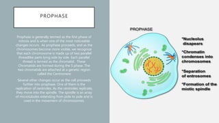 cell cycle - mitosis meiosis | PPTX