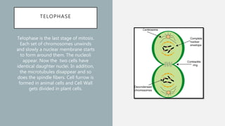 cell cycle - mitosis meiosis | PPTX