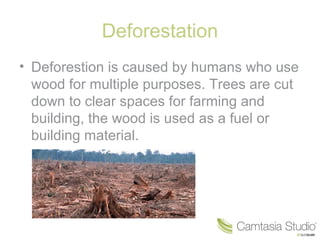Biology deforestation | PPT