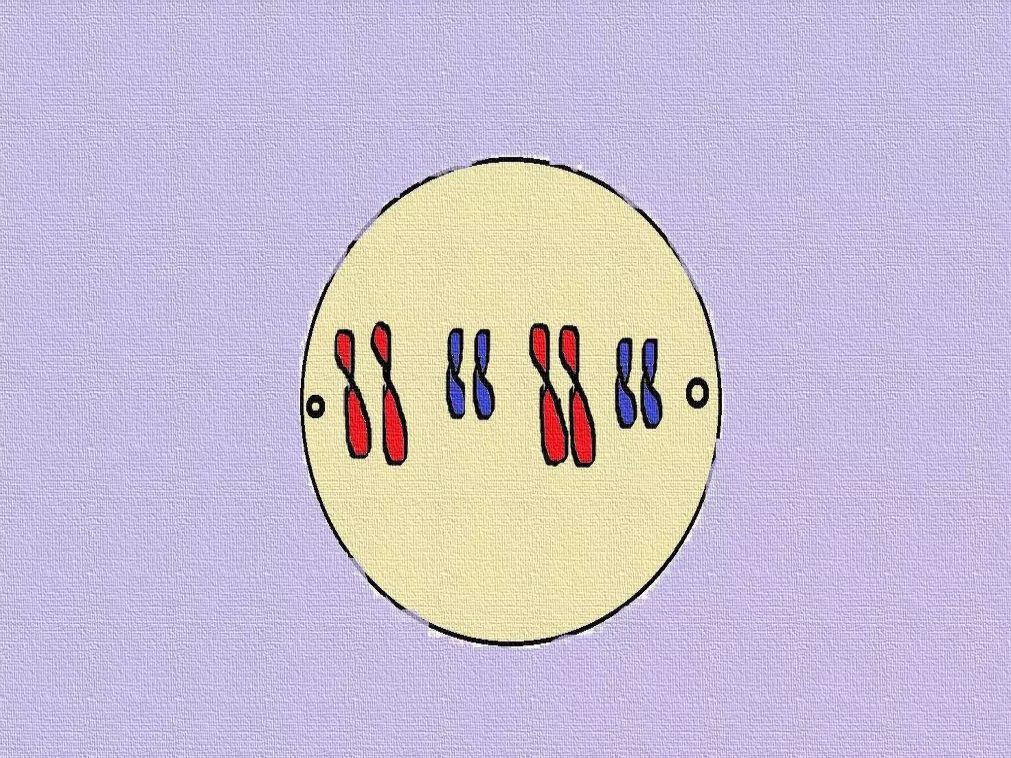Mitosis- with an animated explanation of the concept | PPTX