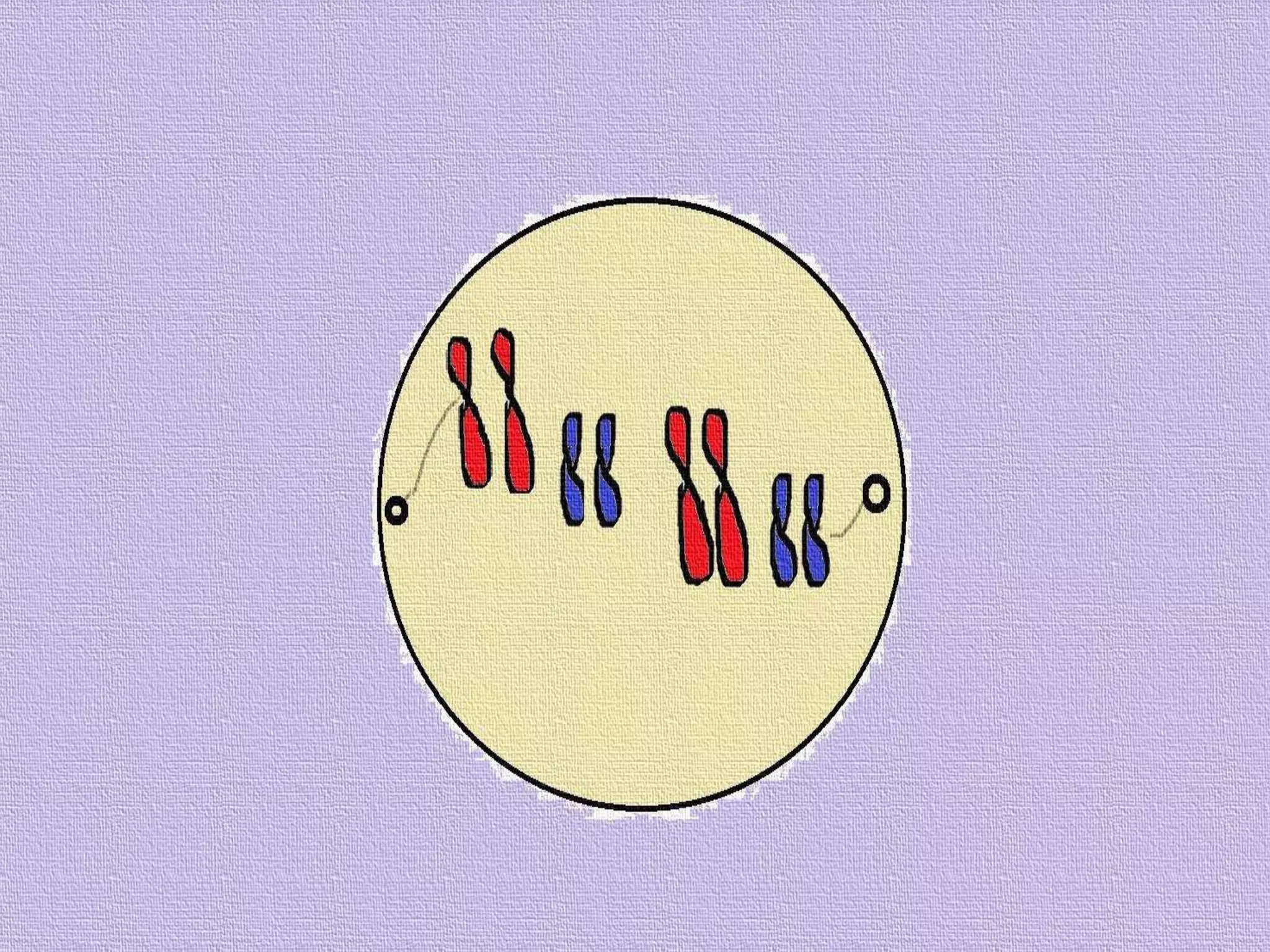 Mitosis- with an animated explanation of the concept | PPTX