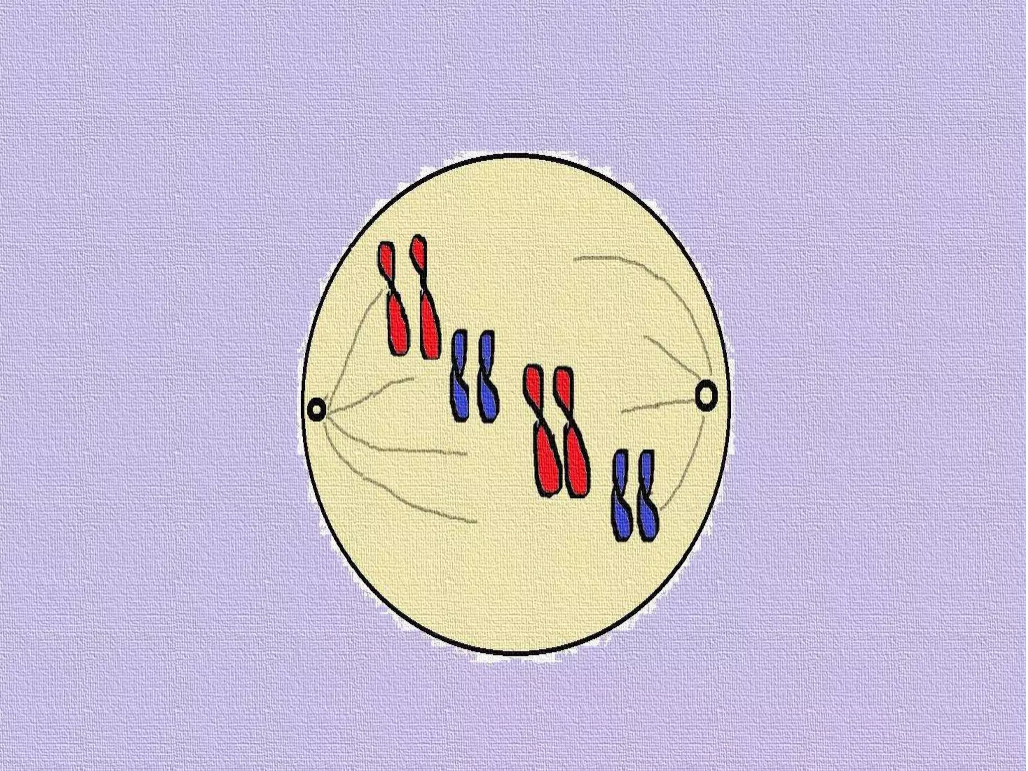 Mitosis- with an animated explanation of the concept | PPTX