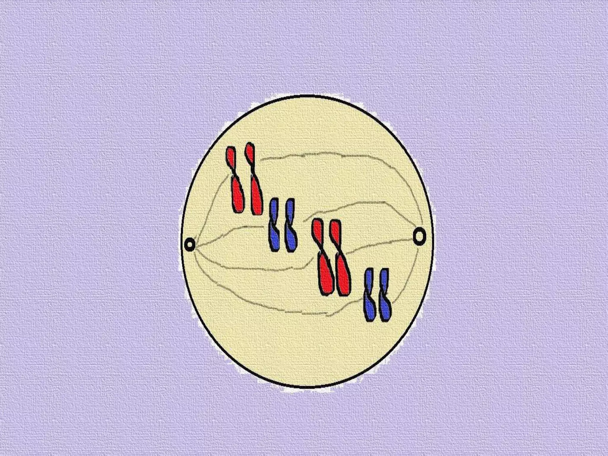Mitosis- with an animated explanation of the concept | PPTX