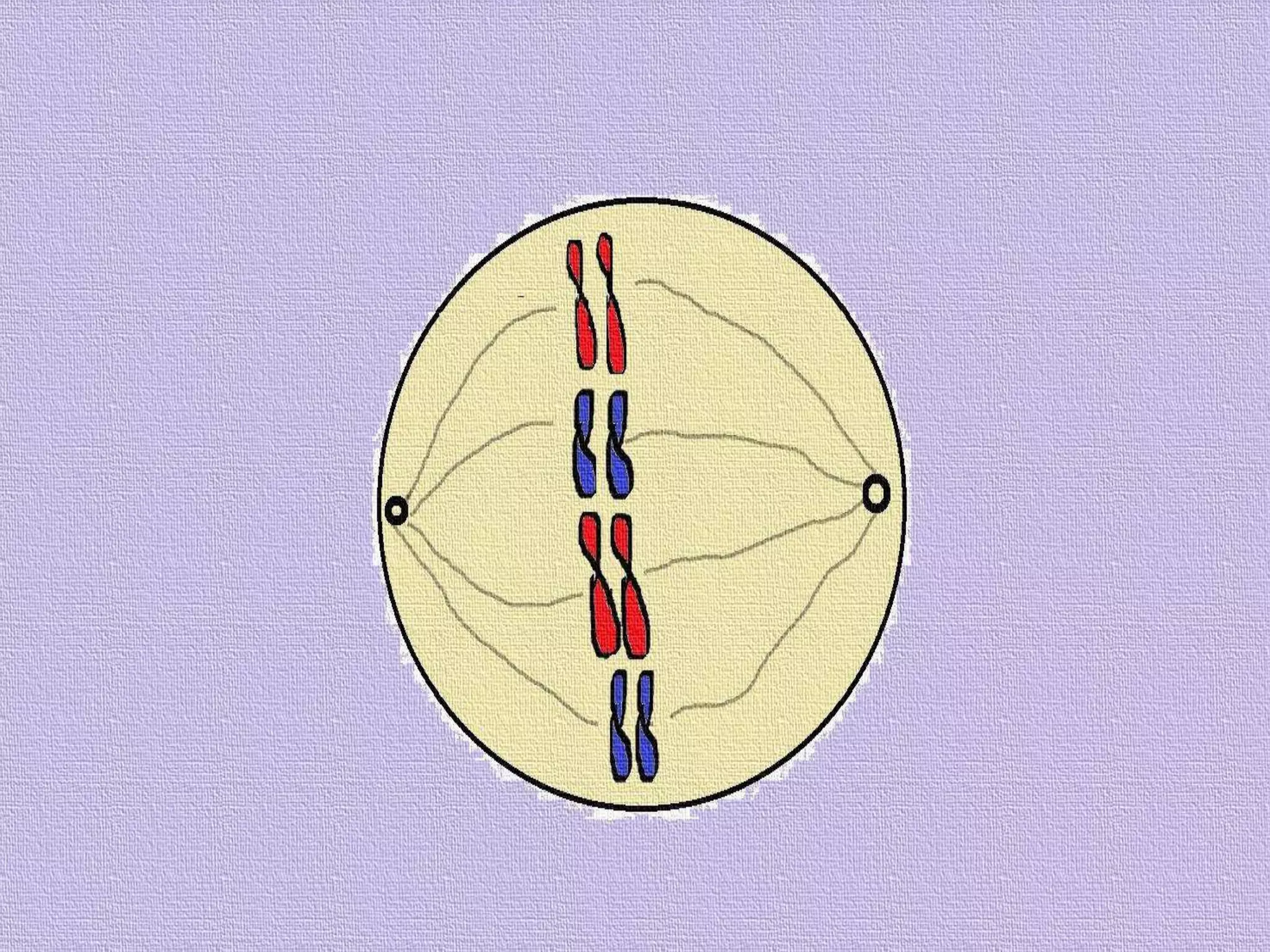 Mitosis- with an animated explanation of the concept | PPTX
