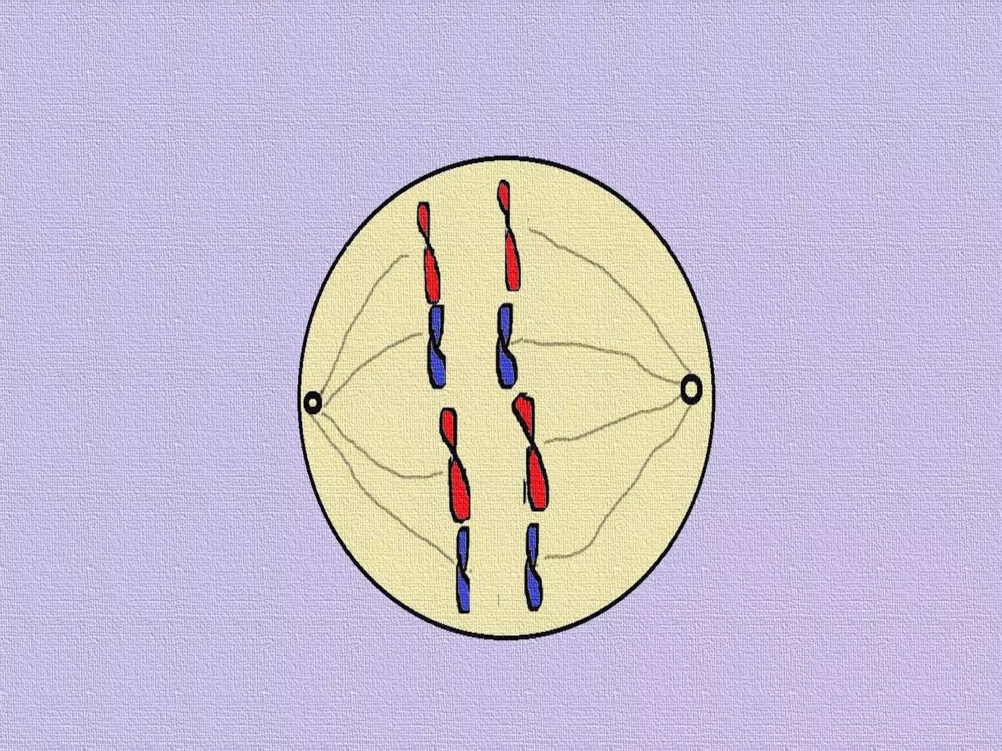Mitosis- with an animated explanation of the concept | PPTX