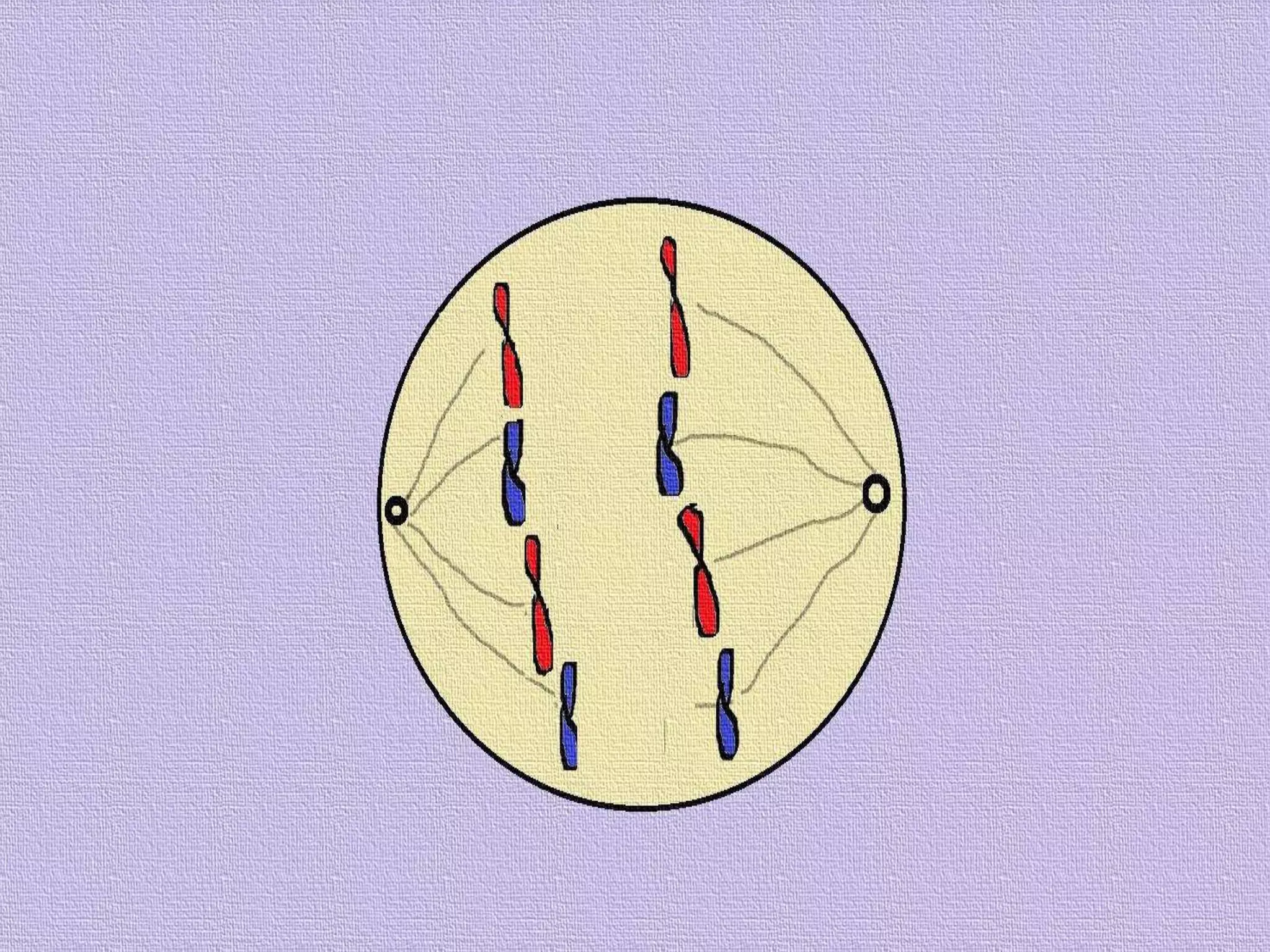 Mitosis- with an animated explanation of the concept | PPTX