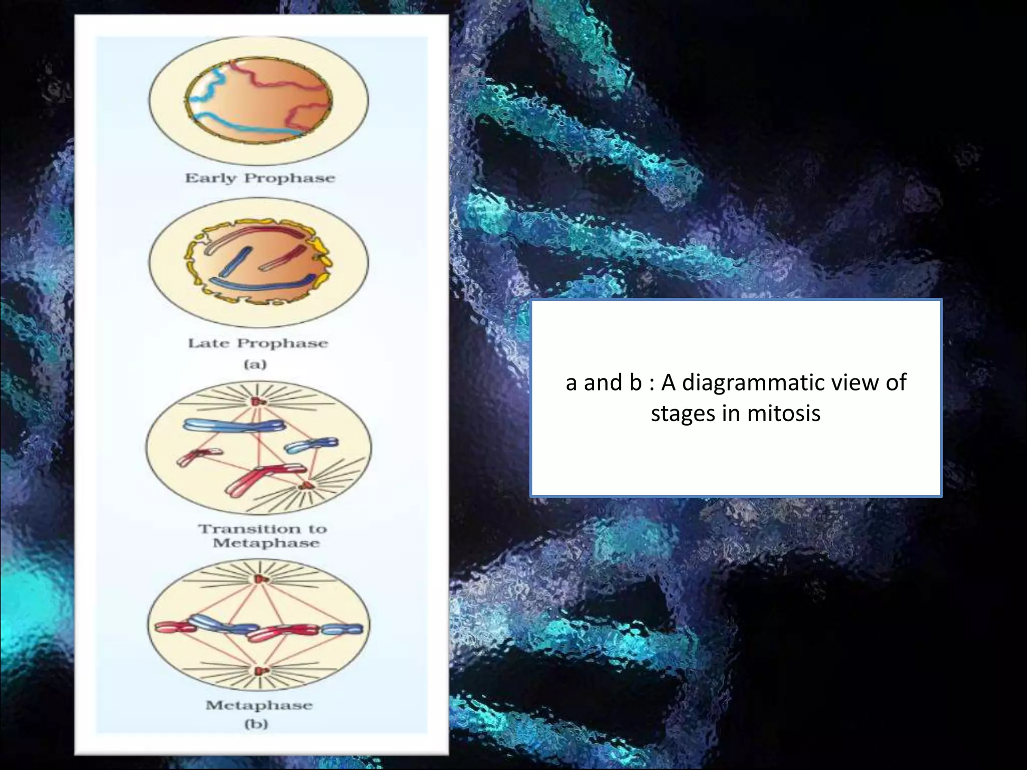 Mitosis- with an animated explanation of the concept | PPTX