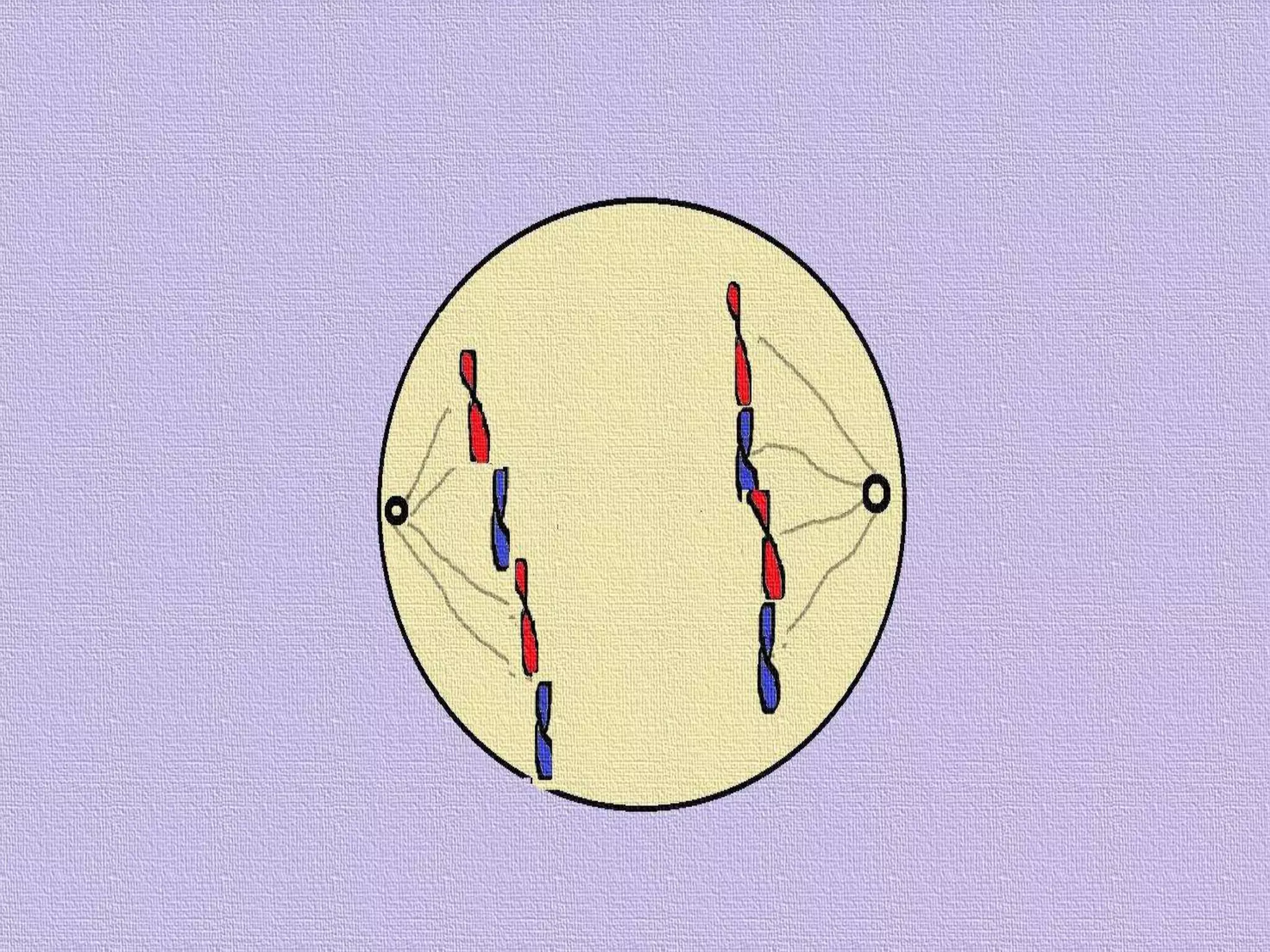 Mitosis- with an animated explanation of the concept | PPTX