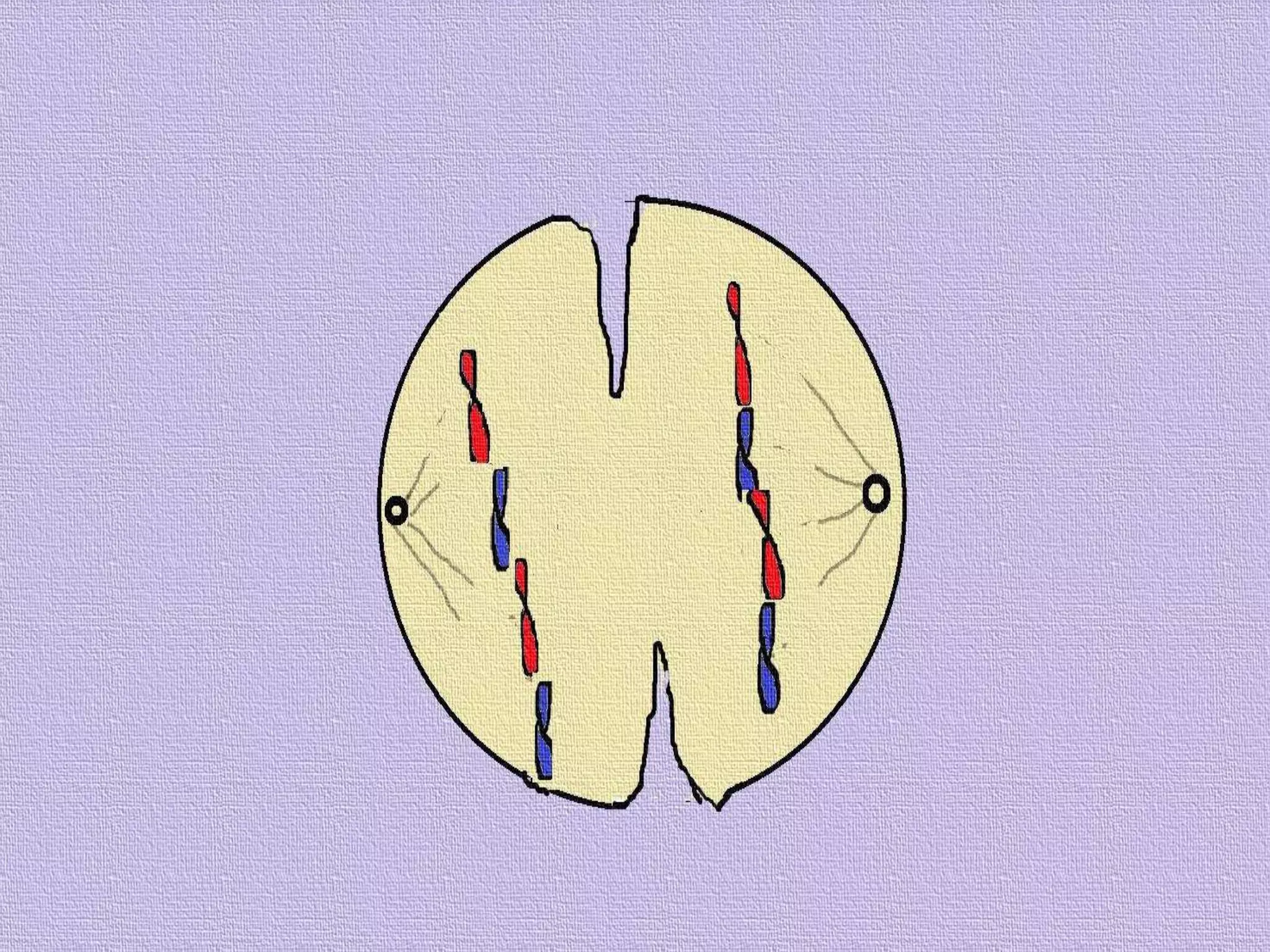Mitosis- with an animated explanation of the concept | PPTX