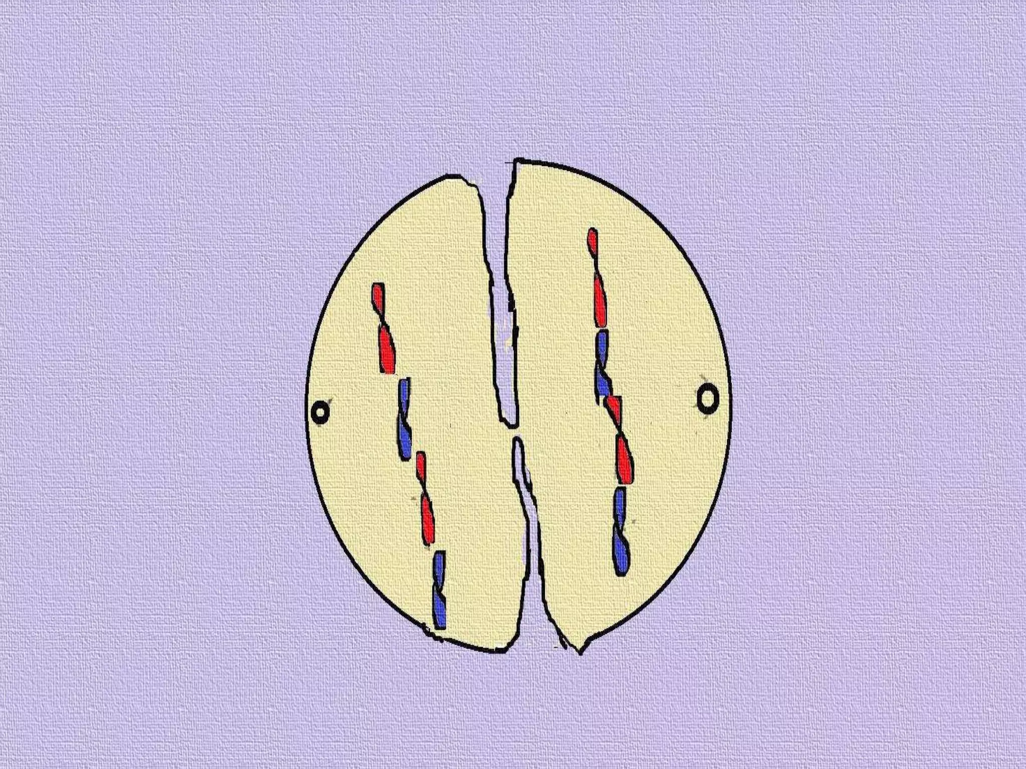 Mitosis- with an animated explanation of the concept | PPTX