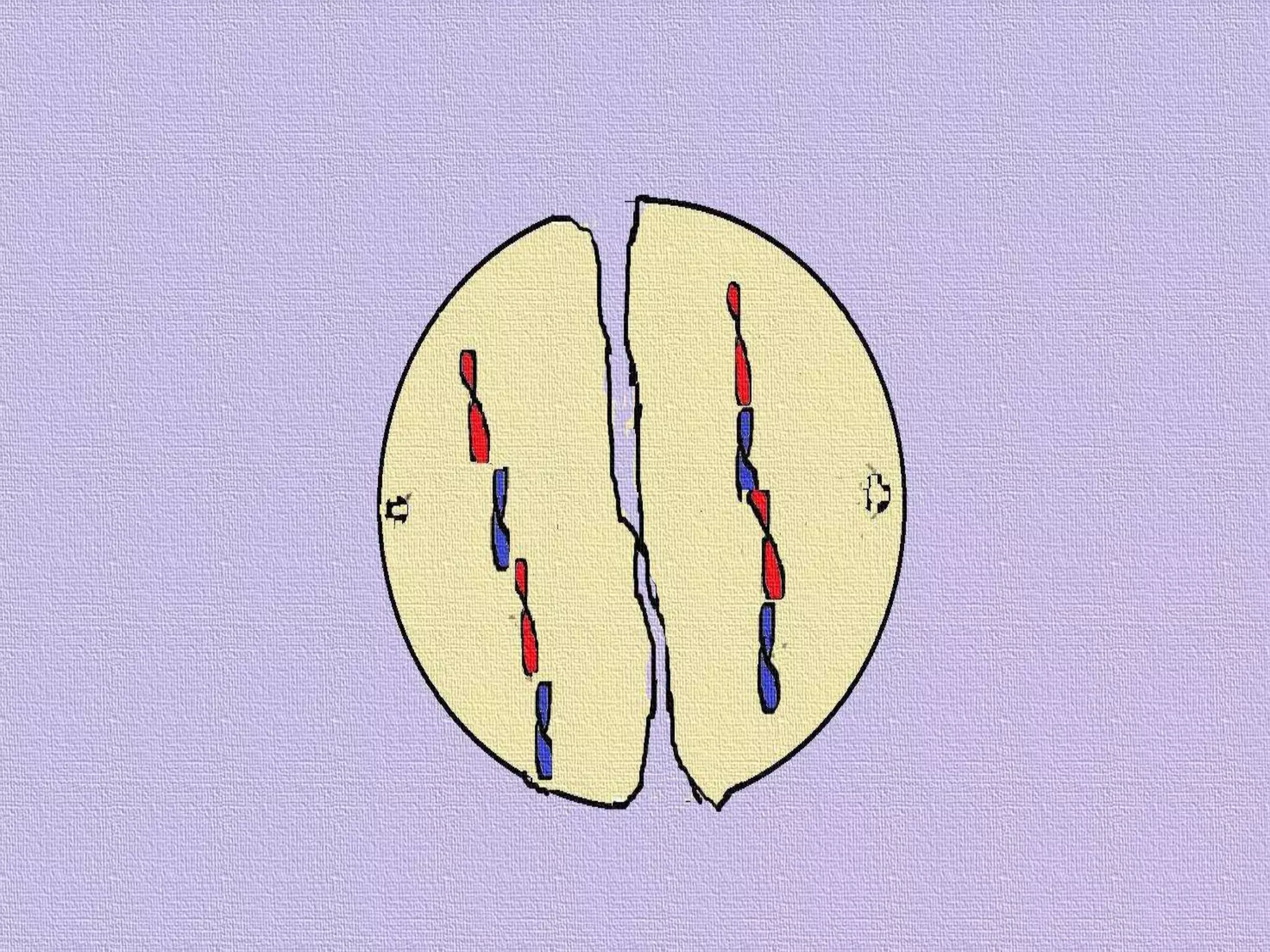 Mitosis- with an animated explanation of the concept | PPTX