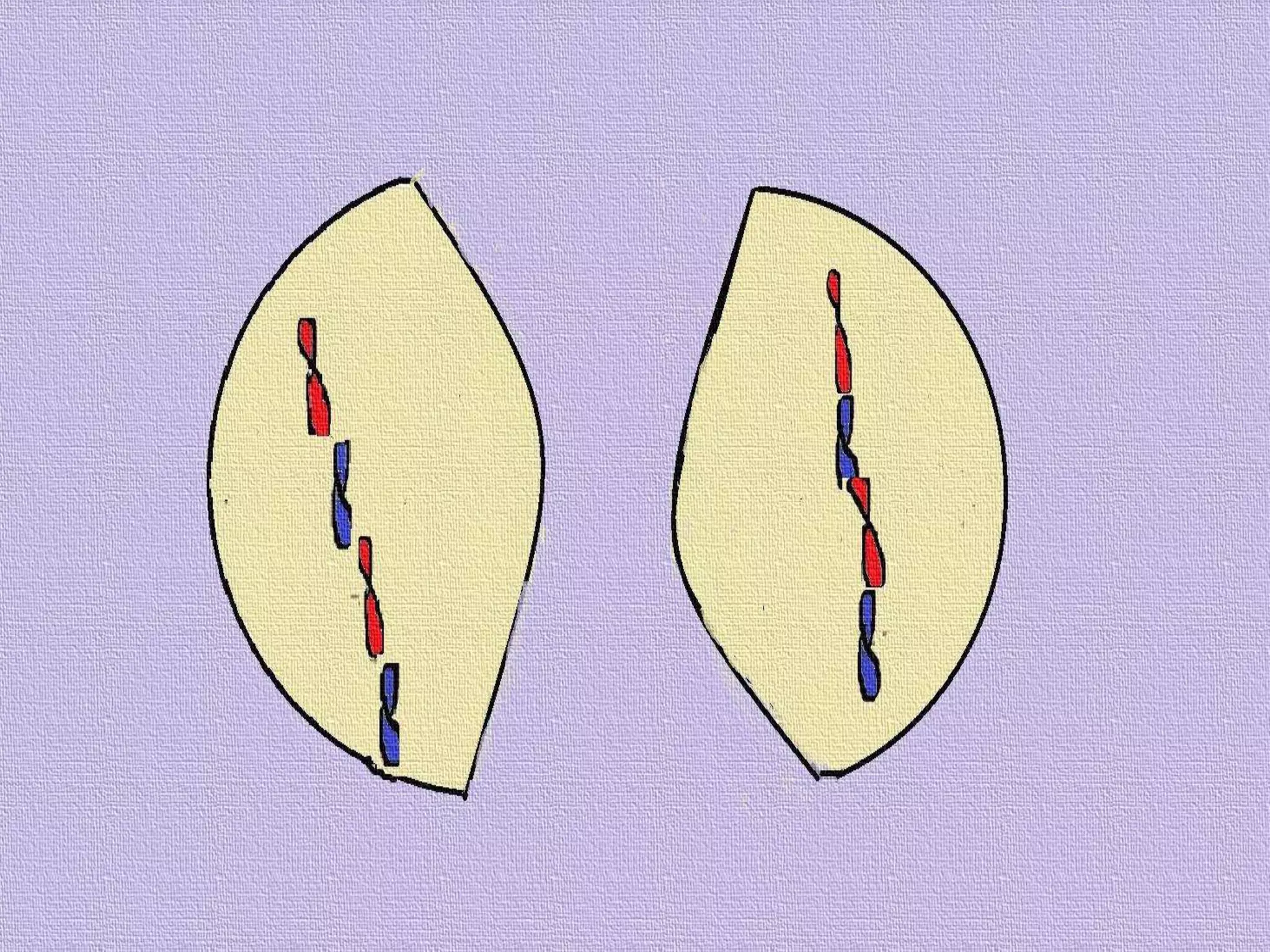 Mitosis- with an animated explanation of the concept | PPTX