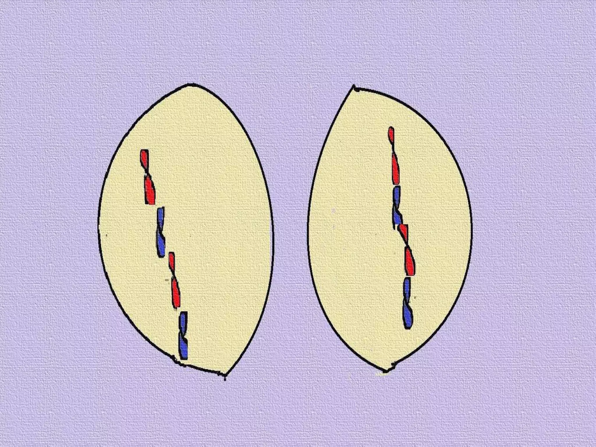 Mitosis- with an animated explanation of the concept | PPTX