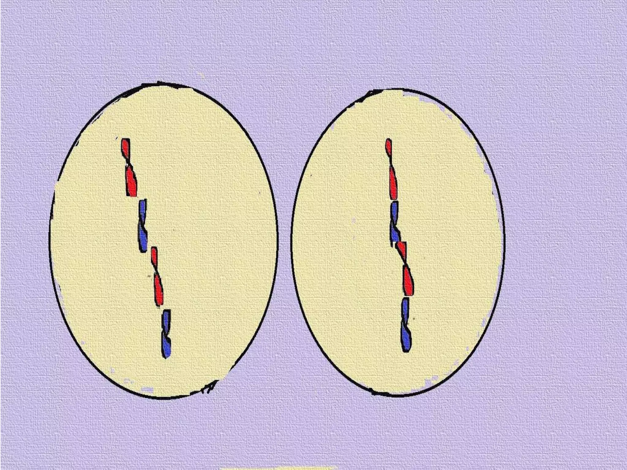 Mitosis- with an animated explanation of the concept | PPTX