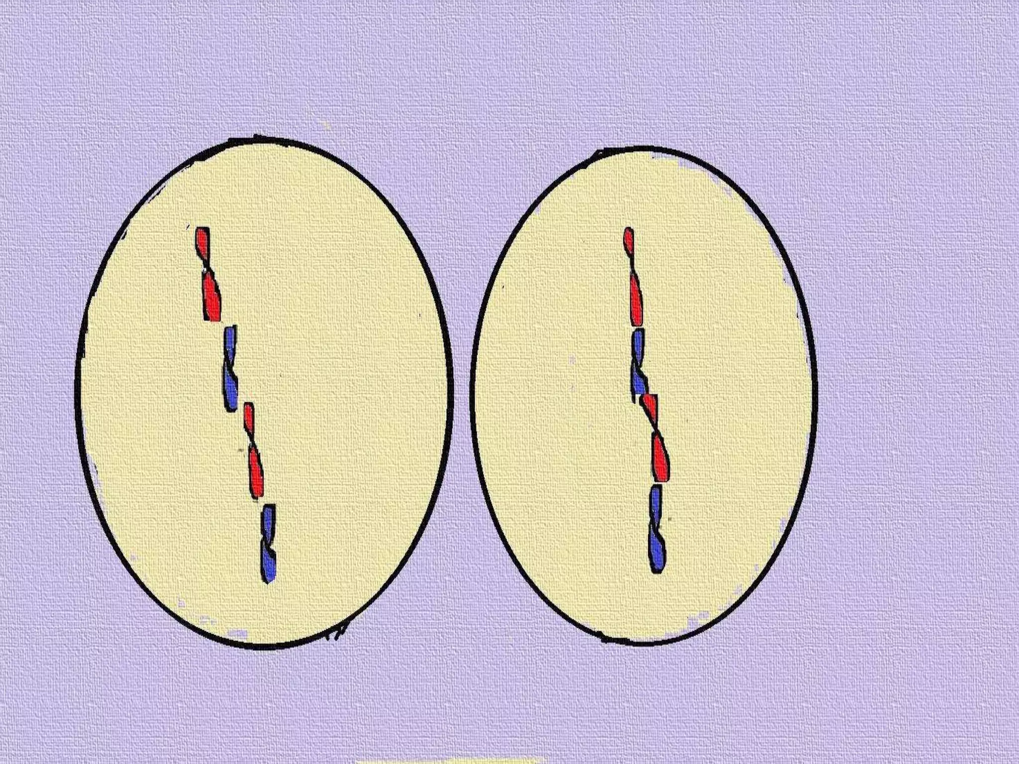 Mitosis- with an animated explanation of the concept | PPTX