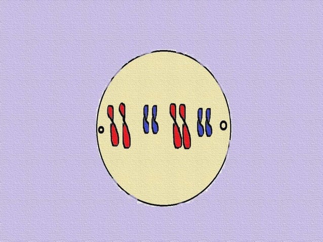 Mitosis- with an animated explanation of the concept | PPTX