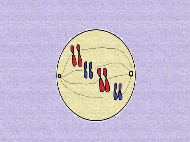 Mitosis- with an animated explanation of the concept | PPTX