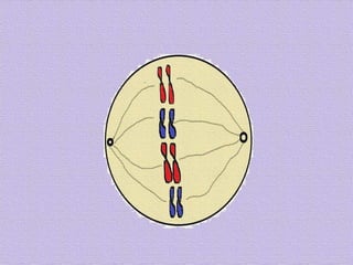 Mitosis- with an animated explanation of the concept | PPTX