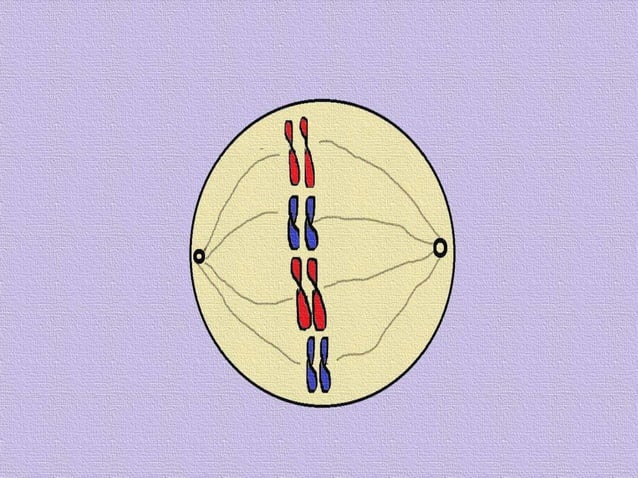 Mitosis- with an animated explanation of the concept | PPTX