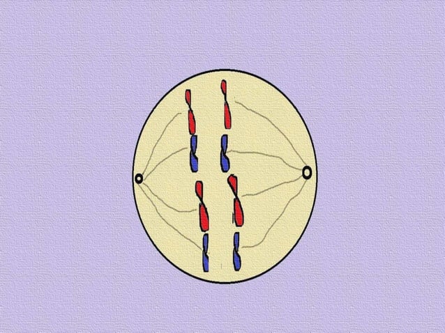 Mitosis- with an animated explanation of the concept | PPTX