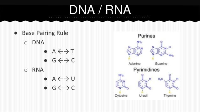 What are the dna base pairing rules - identityopm