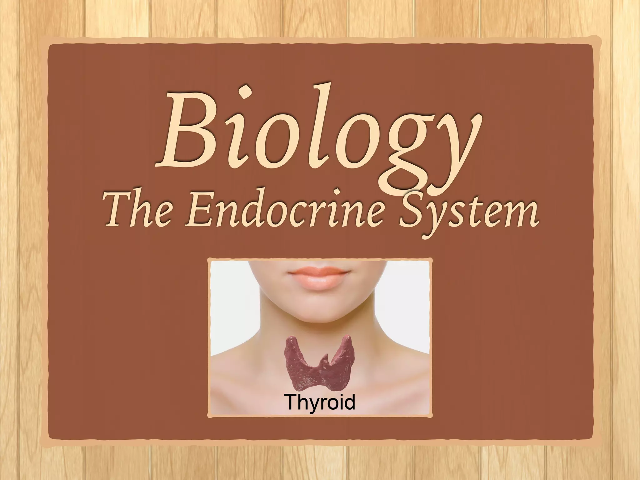 Biology: Endocrine System | PDF