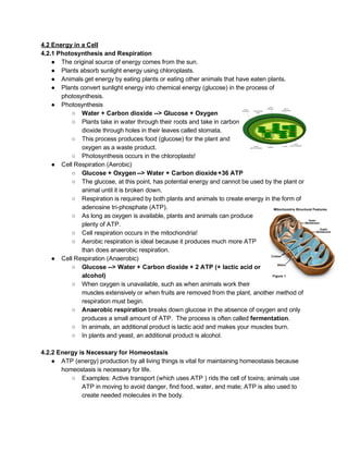 Biology EOC Study Guide/Questions | PDF