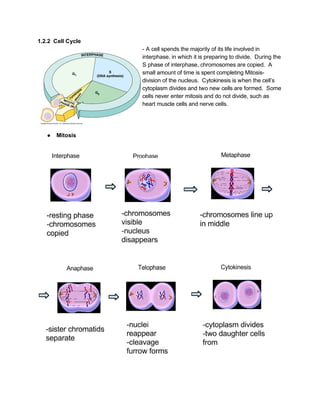 Biology EOC Study Guide/Questions | PDF