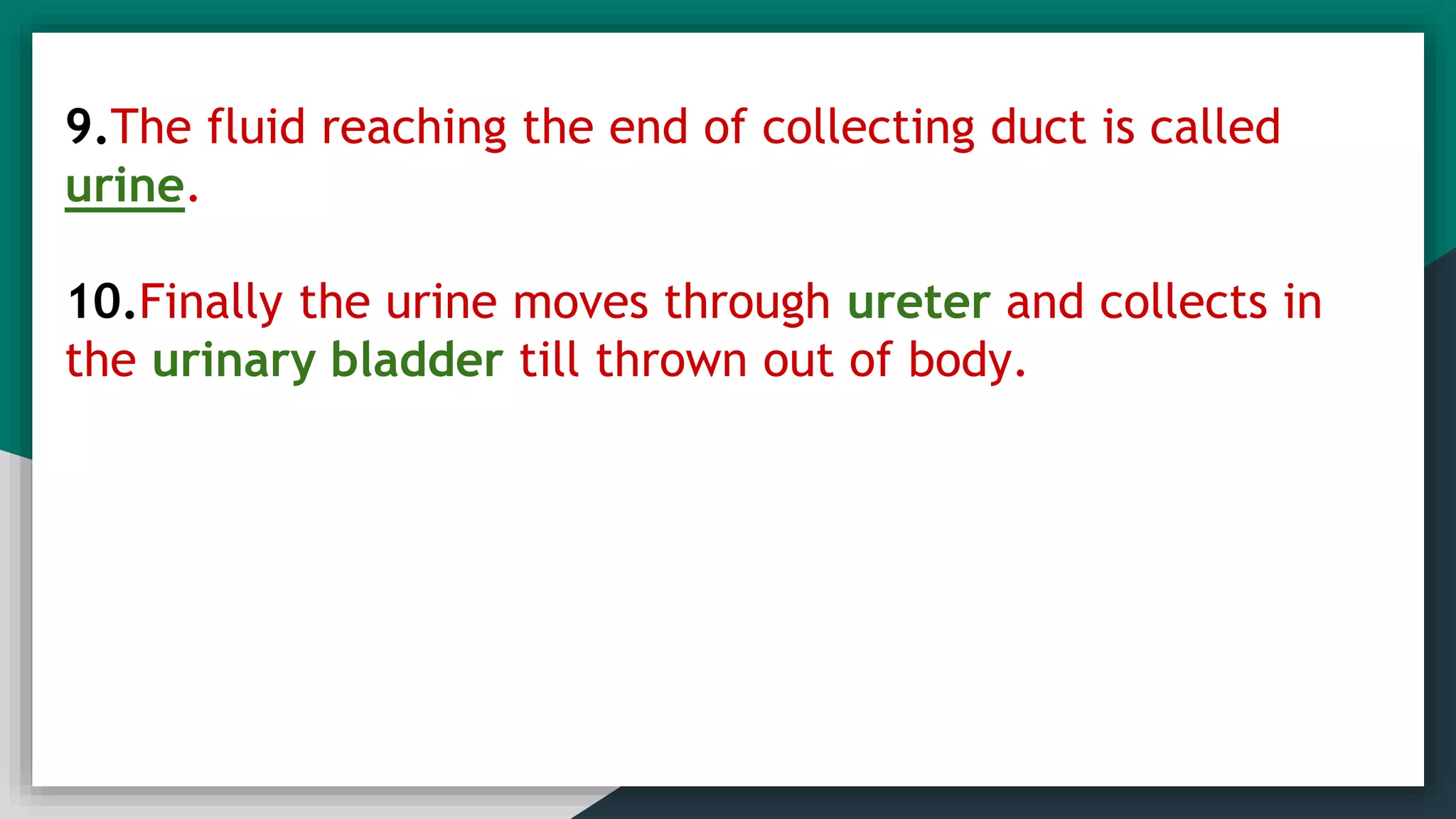 Excretion in animals (class X) | PPTX