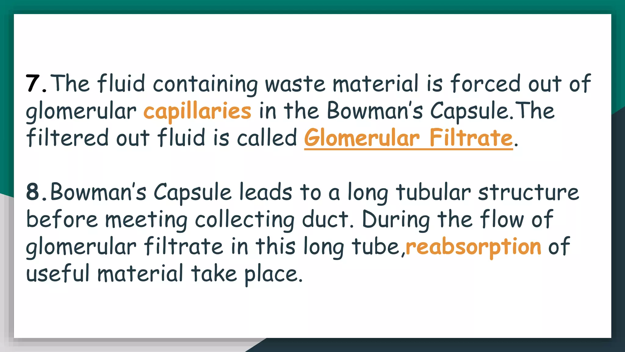 Excretion in animals (class X) | PPTX