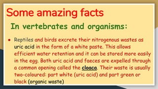 Excretion in animals (class X) | PPTX