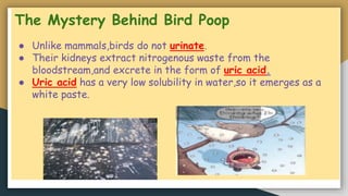 Excretion in animals (class X) | PPTX