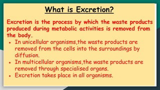 Excretion in animals (class X) | PPTX