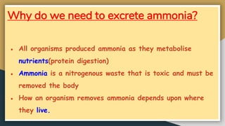 Excretion in animals (class X) | PPTX